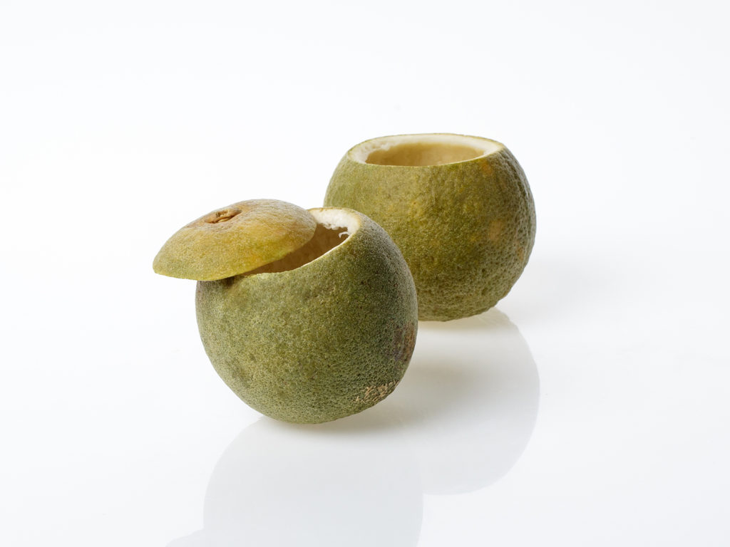 Lime shell - IBKTropic